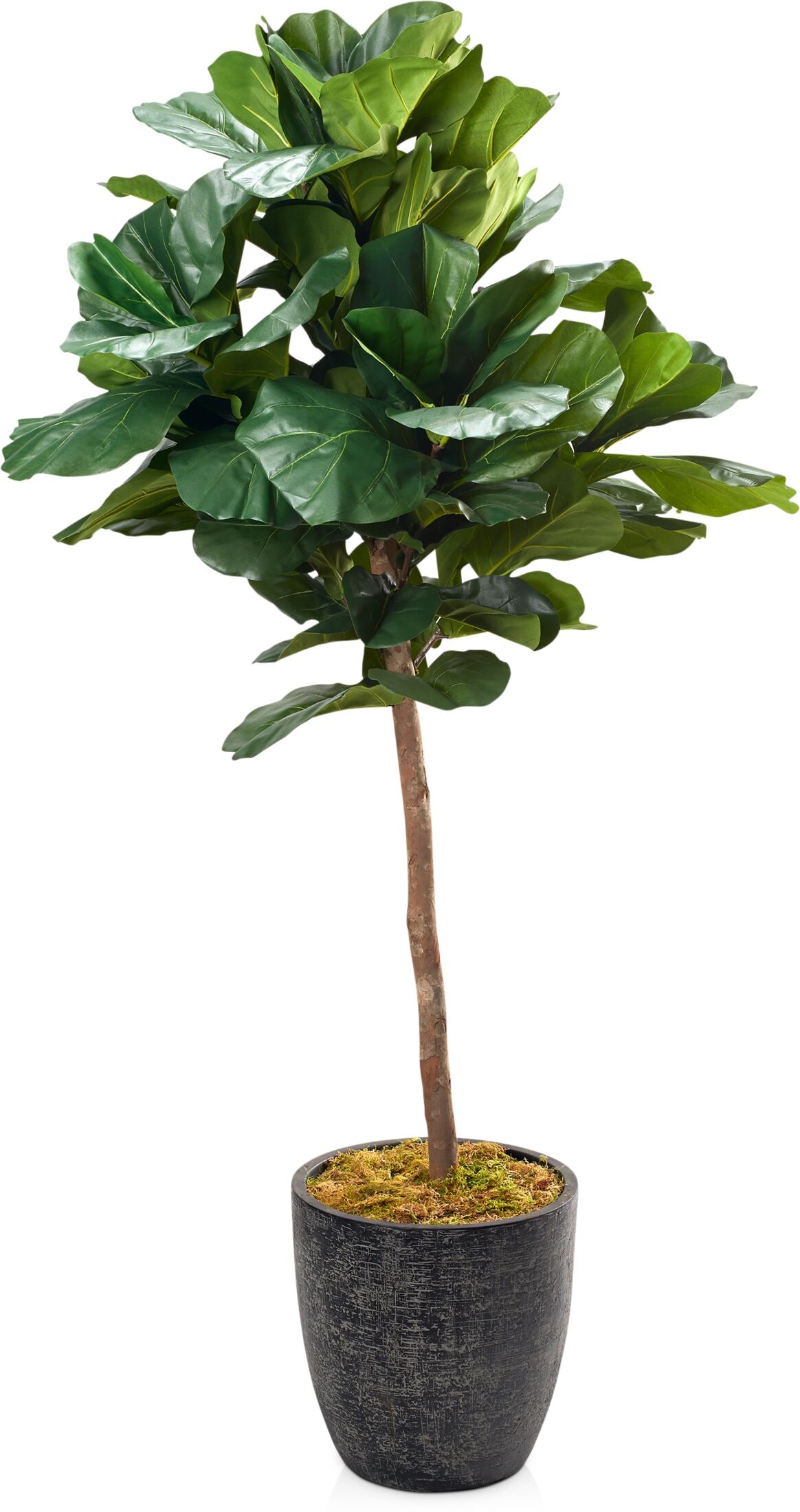 Faux 7' Round Fiddle Leaf Fig Tree with Summit Planter - Large ...